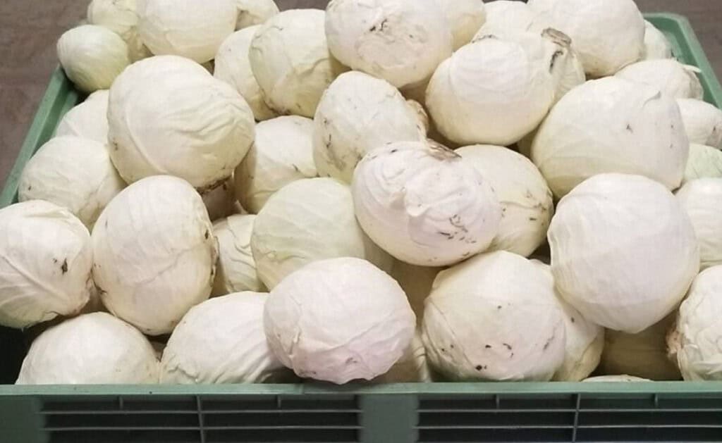 Bílé zelí – jednoduchá zelenina s mimořádnými účinky – Najdi svého ...