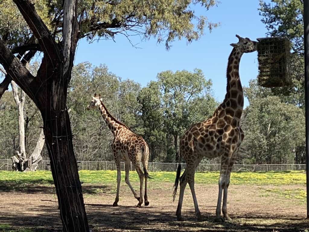 Family Fun: 10 Amazing Things to Do in Dubbo With Kids - Newy with Kids