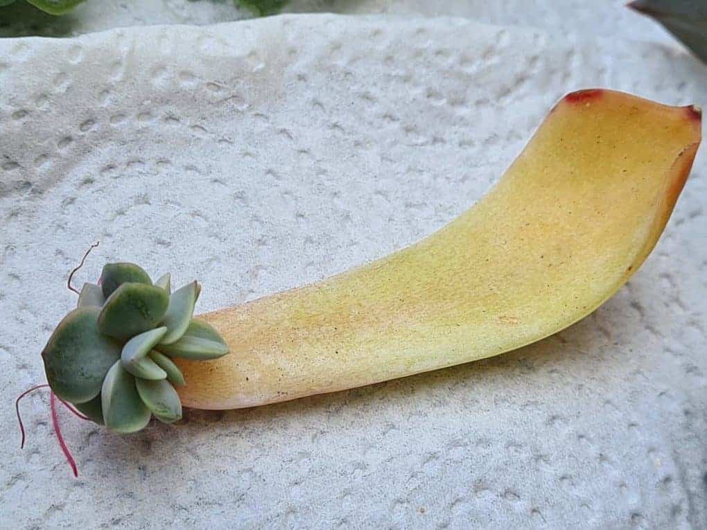 How To Propagate Succulents Fast That Really Works! ( 3 Propagation ...