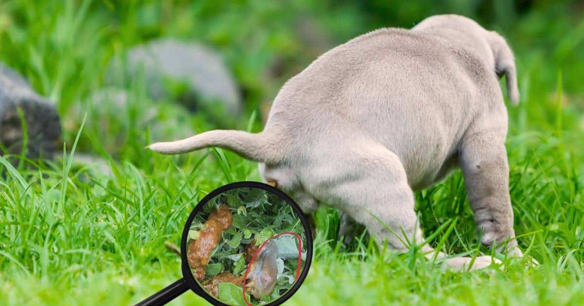 Mucus in Dog Poop: Common Causes and Treatments - YDoWeLovePets