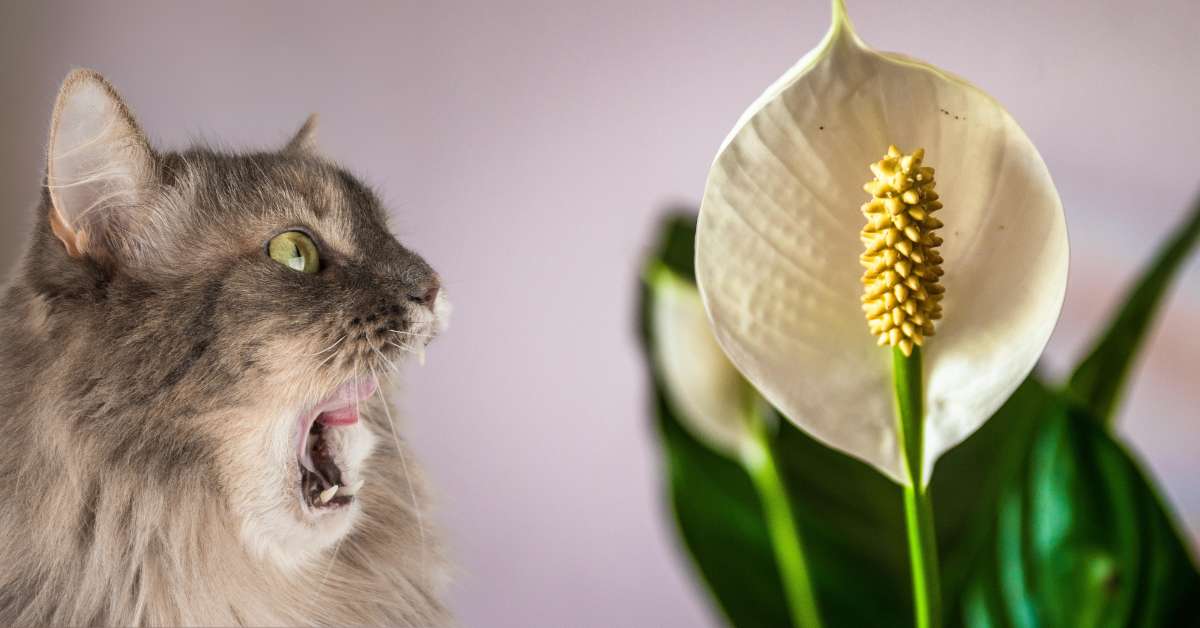 Are Peace Lilies Toxic To Cats - YDoWeLovePets