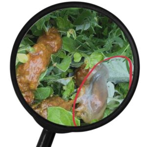 Mucus in Dog Poop: Common Causes and Treatments - YDoWeLovePets