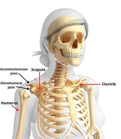 Understanding Types of Shoulder Pain
