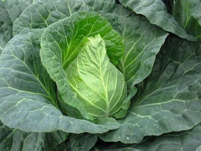 Semillas de repollo corazón de buey - Semillas Libres de químicos ...