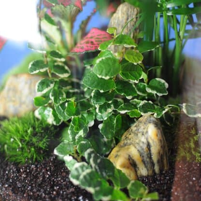 Fikus pnący 'Bellus' (Ficus pumila) - Zielony Słoik