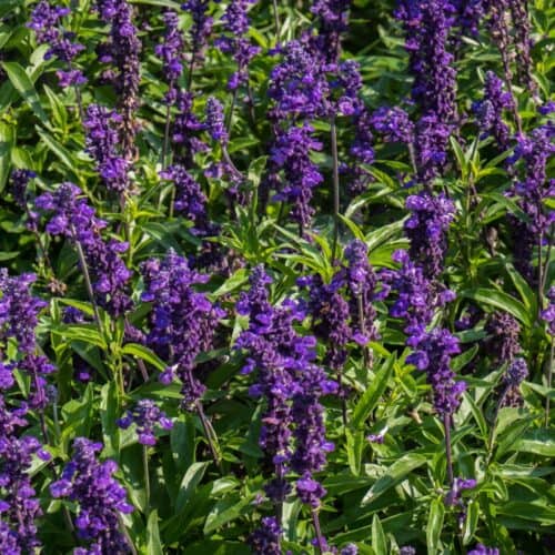 Hall salvei "Evolution Violet" - seemned.ee