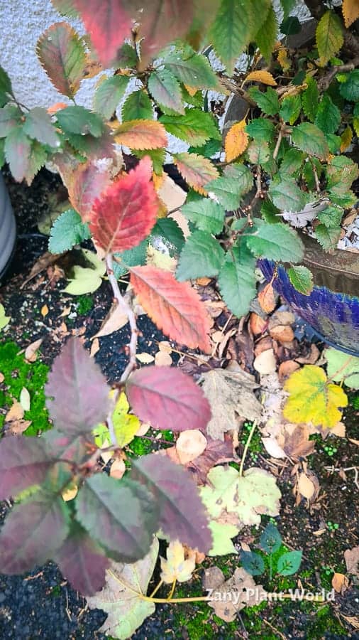 How To Identify And Fix Nutrient Deficiency In Plants