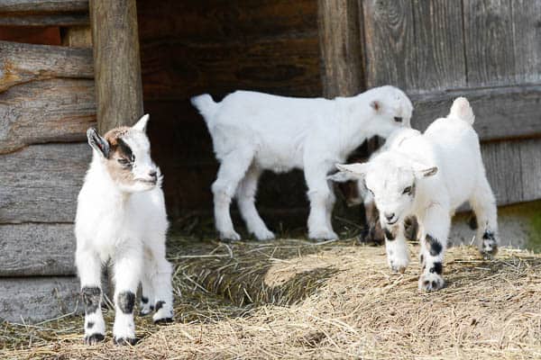Bottle Feeding Baby Goats: What You Need to Know • Maria Louise Design