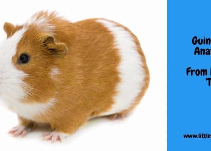 Skinny Pig - The Ultimate breed and care guide