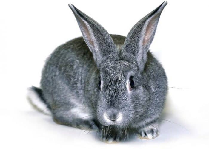 Famous Rabbits - The 9 most famous bunnies from stage and screen