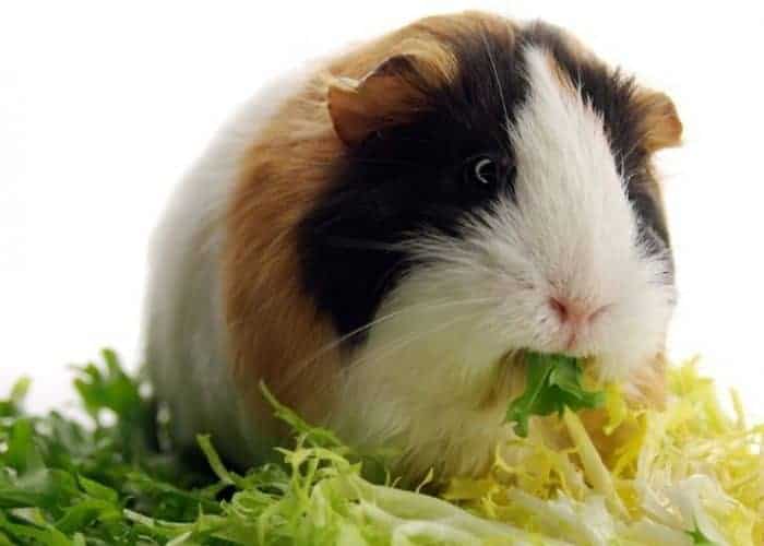 Guinea Pig Health - What to look for in a healthy Guinea Pig, and 5 ...