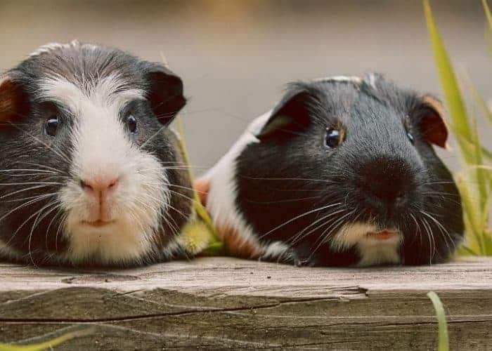 Skinny Pig - The Ultimate breed and care guide