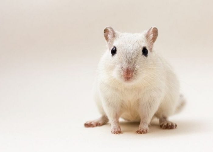 How Long Do Gerbils Live? Great tips to help increase your pet's lifespan