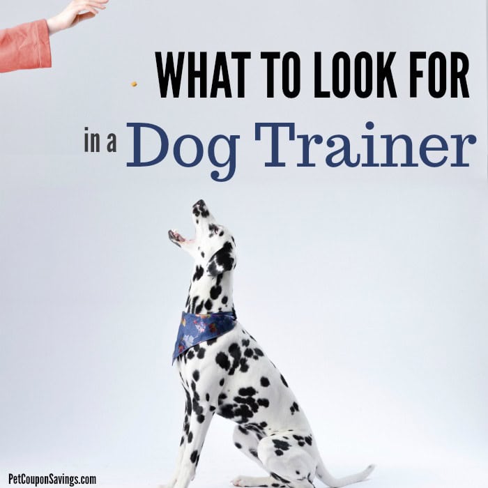What to Look for in a Dog Trainer - Pet Coupon Savings