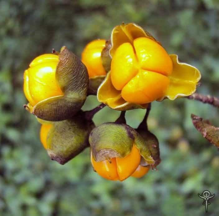 Benefits of Celastrus Paniculatus Seed | Interstellar Blends | Activate ...