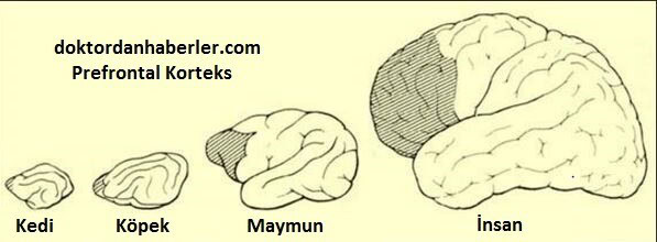 Prefrontal Korteks • Dr. Erhan Yavuz