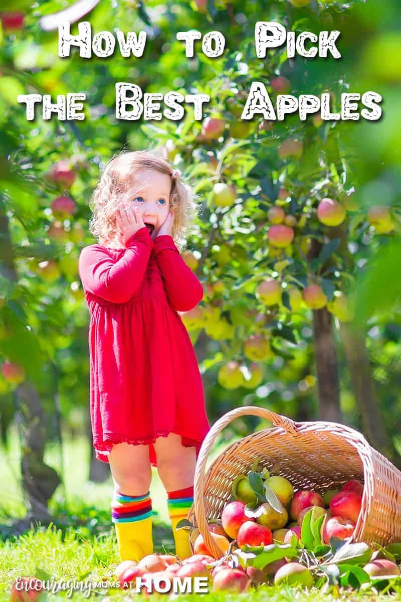 How to Pick the Best Apples this Fall