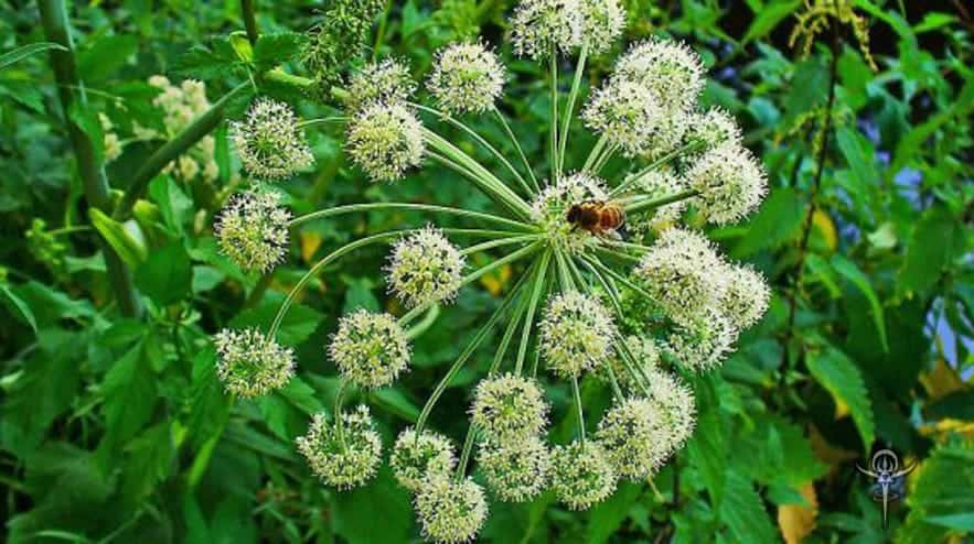 Benefits of Angelica Sinensis | Interstellar Blends | Activate Your ...