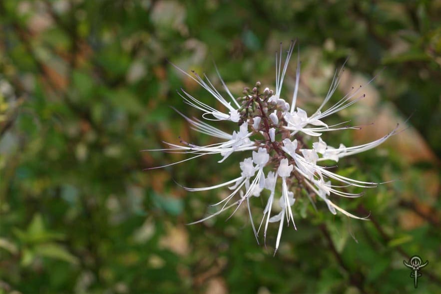 Benefits of Orthosiphon Stamineus | Interstellar Blends | Activate Your ...
