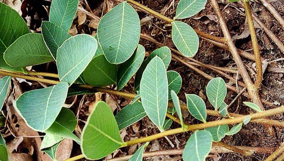 Herb for Penis Enlargement - Oriental Heritage Herbalists (OHH) Premium ...