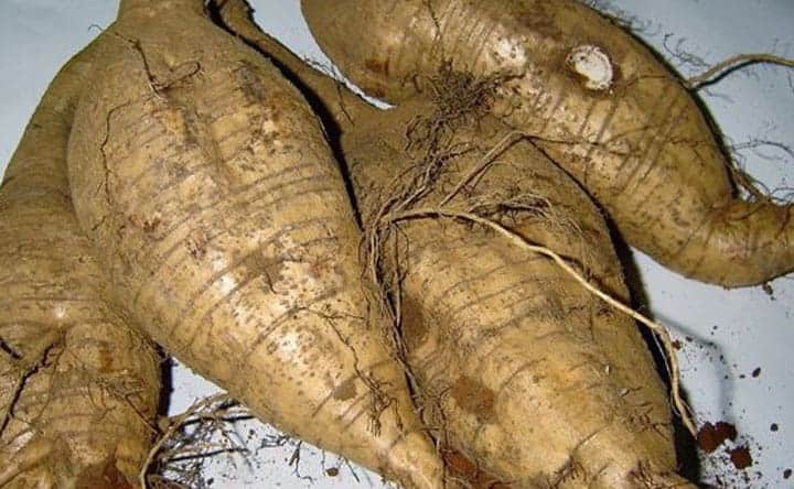 How Pueraria Mirifica different from Pueraria Labota?