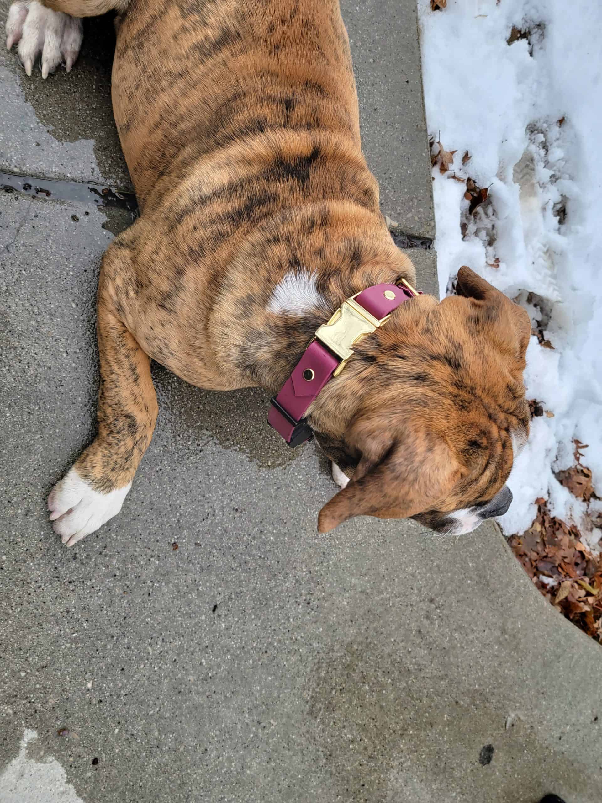 Pimped Out Pup Photo Gallery | Ecollars, Fi Collars, & More!