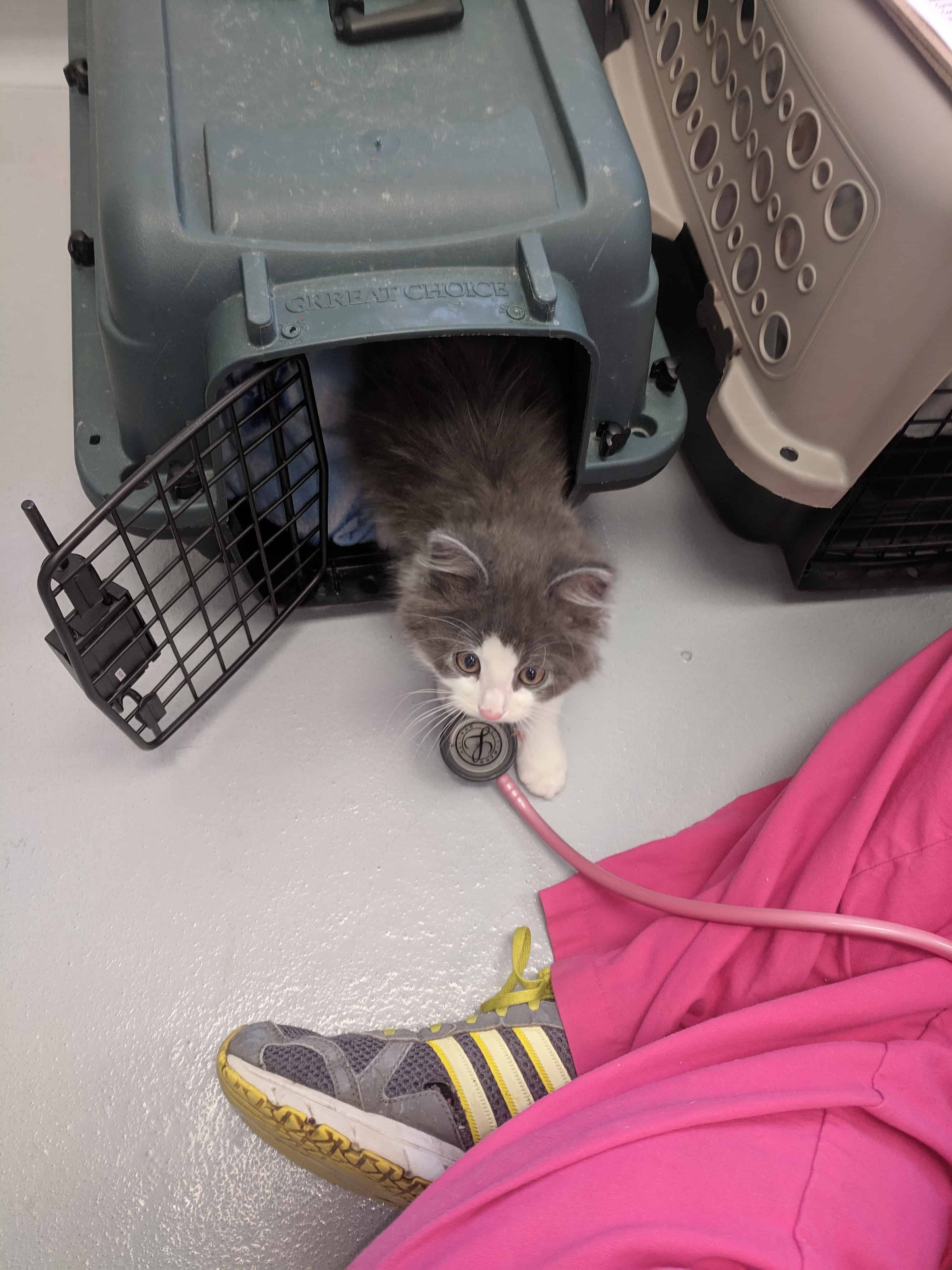 Scheduling – Precision Veterinary