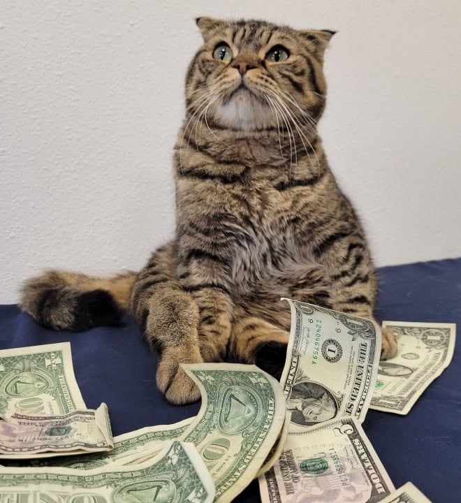 Precision Veterinary – Madison's Favorite Spay/Neuter Clinic!