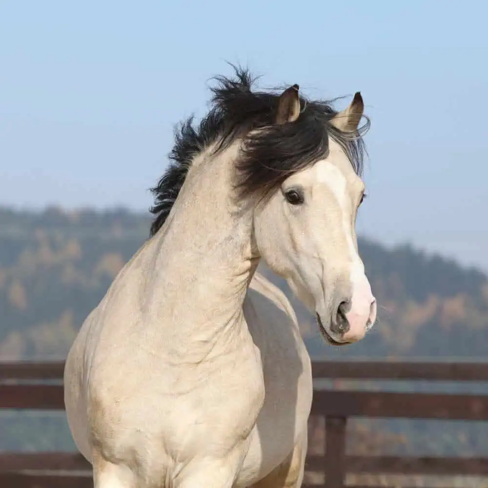 Welsh Horse Names For Your Mare or Stallion