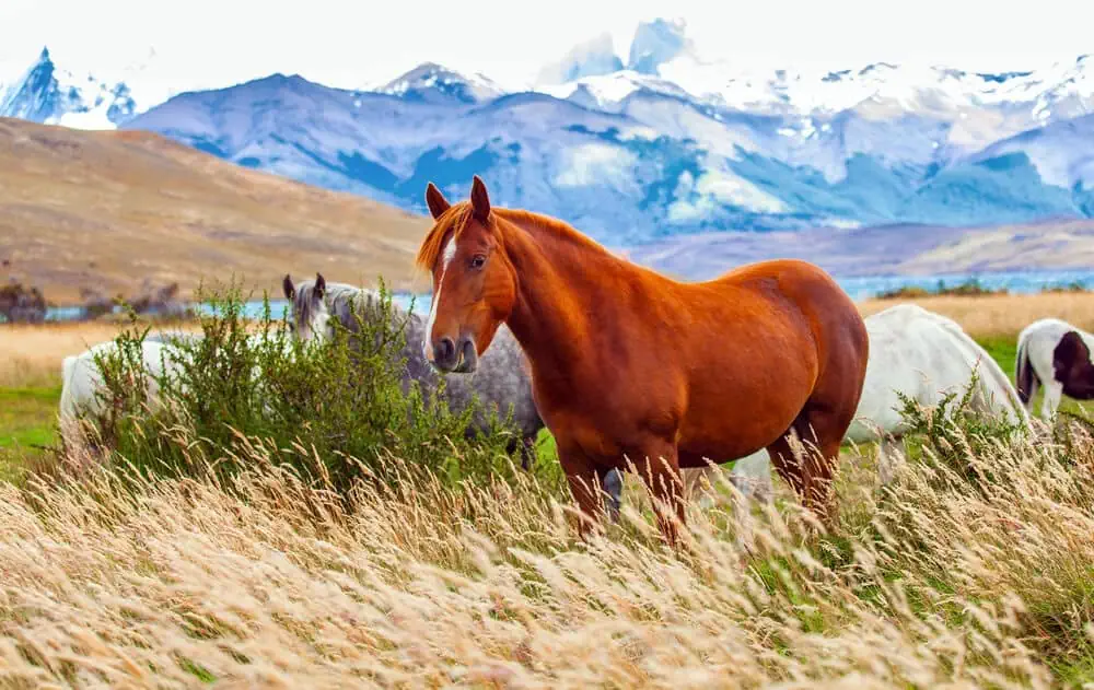 Fiery Mares and Stallions: Red Horse Names with Personality - Home In ...