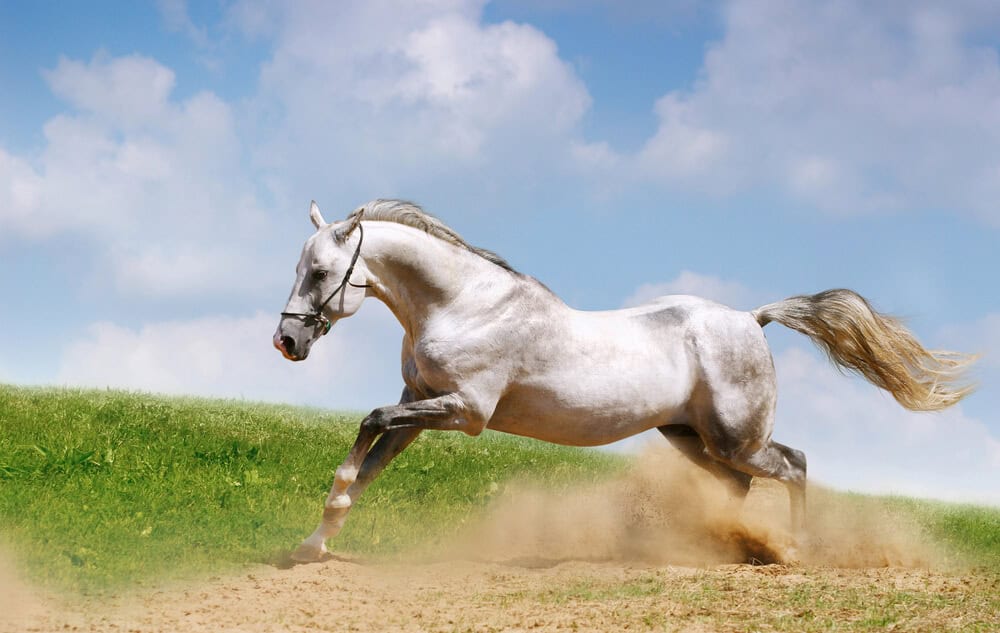 From Classic to Unique: Perfect Names for Geldings and Stallions - Home ...