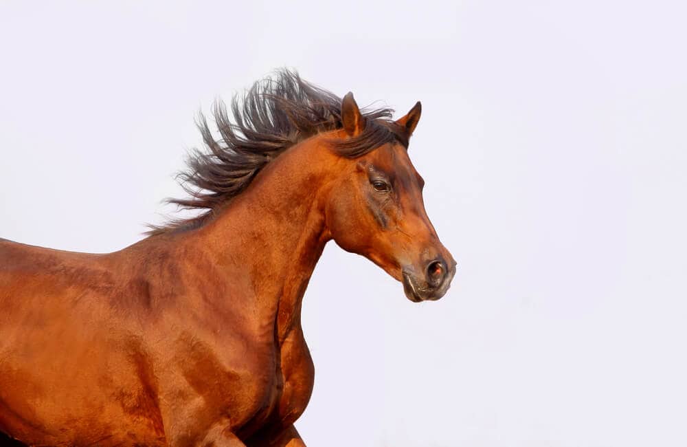 From Classic to Unique: Perfect Names for Geldings and Stallions - Home ...