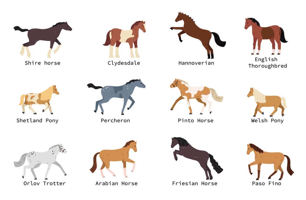 Horse Breeds A-Z: From the Everyday to the Exotic - Home In The Pastures