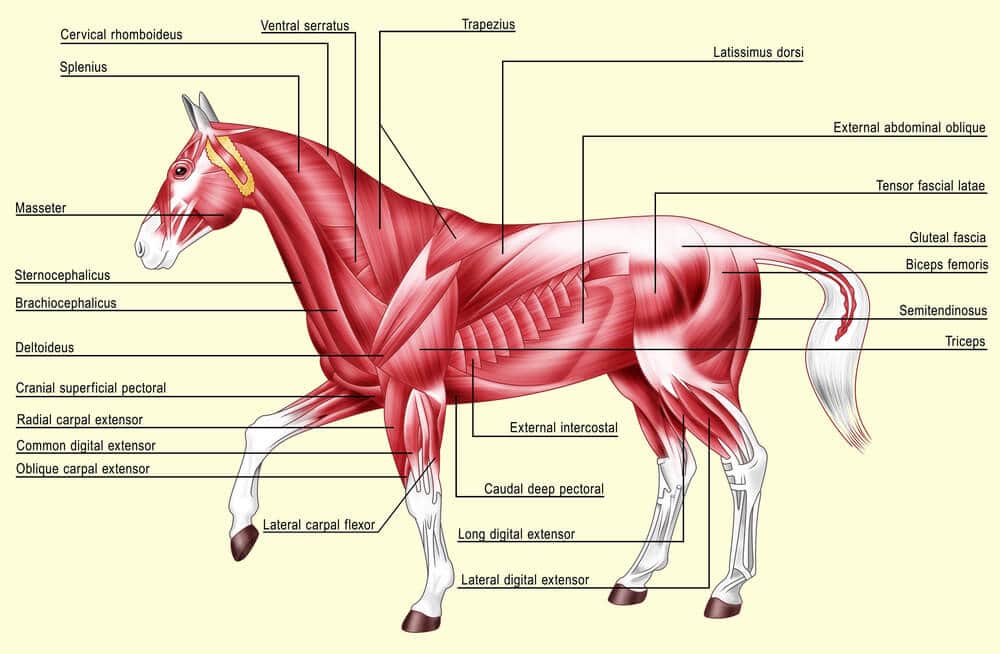 Horse Terms: A Friendly Guide to Equine Lingo For Beginners - Home In ...