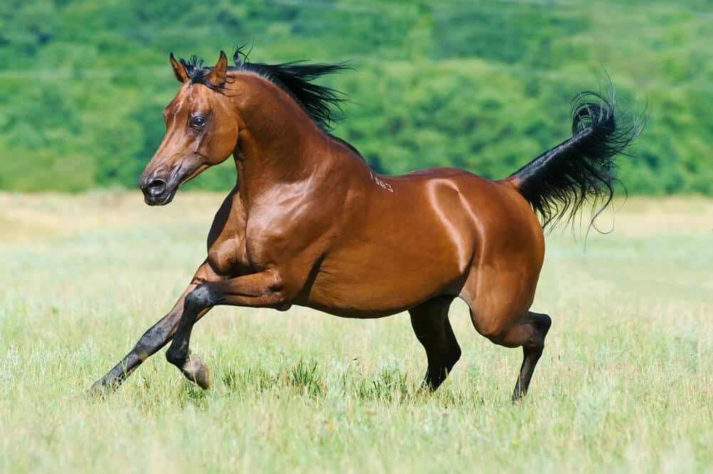 The Most Expensive Horse Breeds