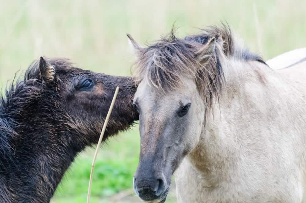 Polish Horse Names: Embracing the Spirit of Poland in Every Whinny ...