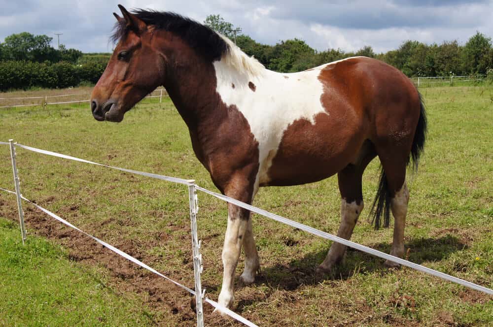 When and How to Reintroduce Grazing For Horses