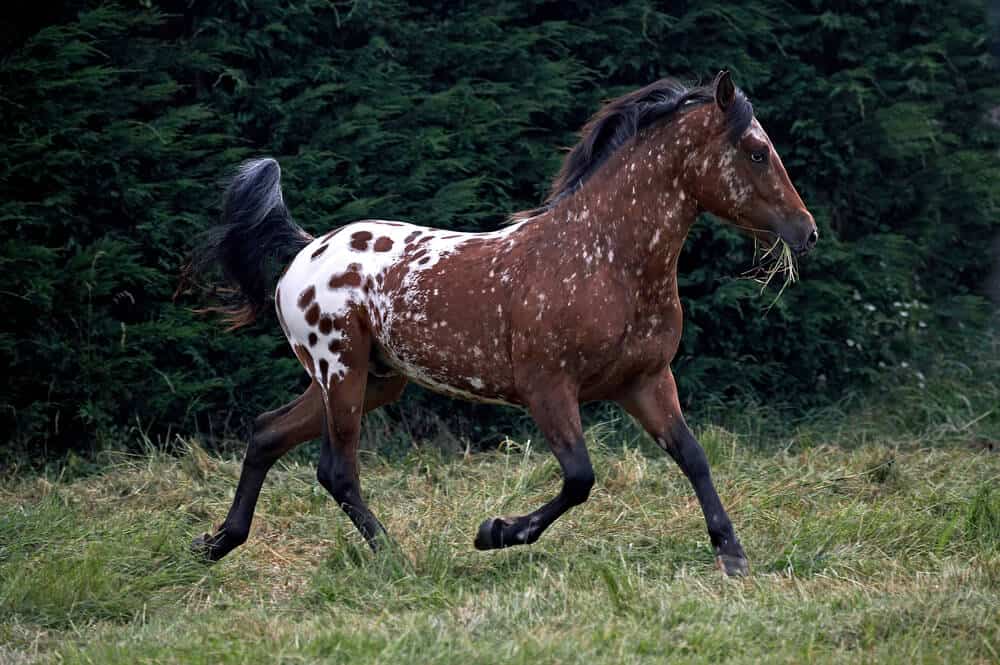250+ Creative Appaloosa Horse Names Inspired by Their Spots - Home In ...