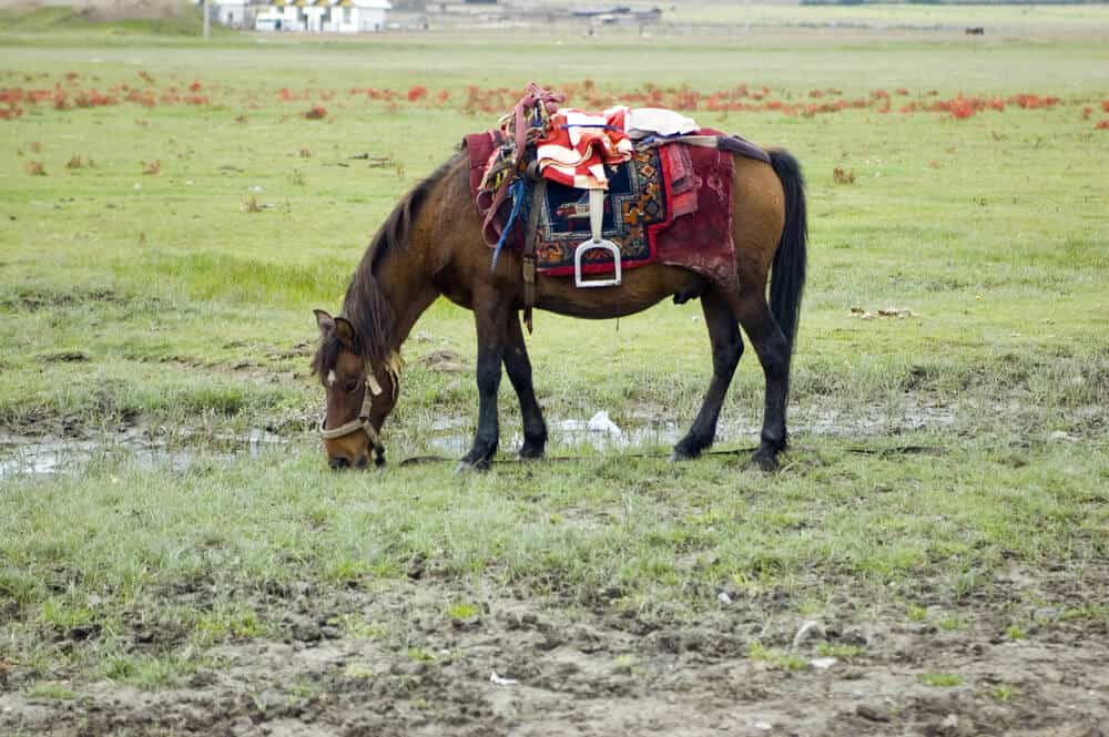 The Epic List of Chinese Horse Names With Meanings - Home In The Pastures