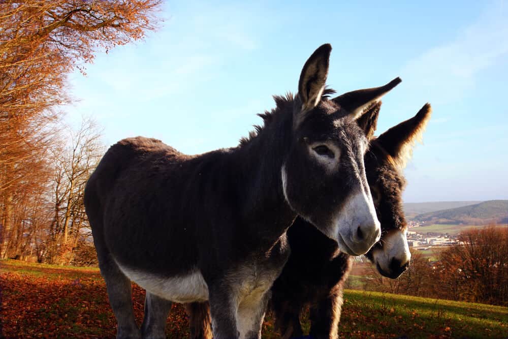 Unusual Animals To Keep On Your Land - Home In The Pastures