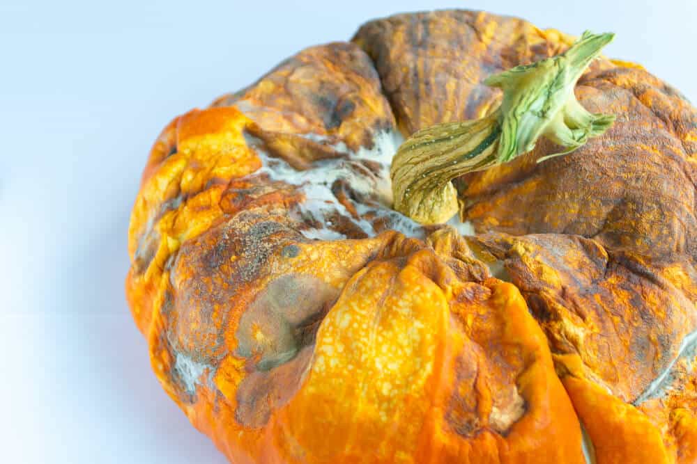 How To Keep Your Pumpkins from Rotting this Halloween
