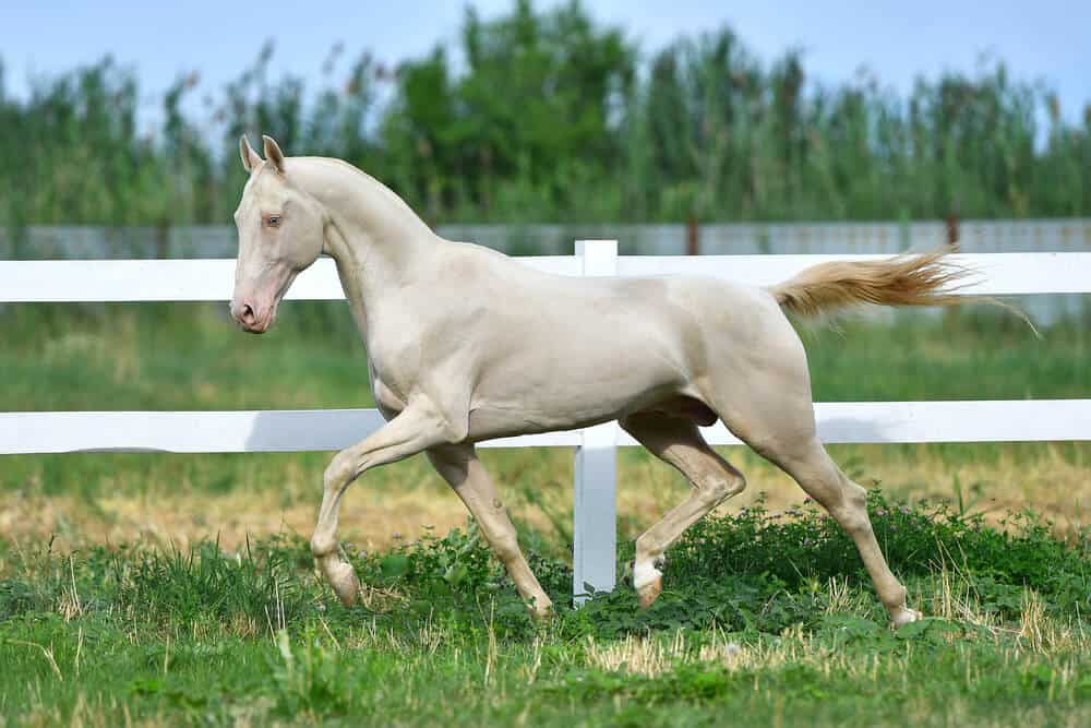 Majestic and Scarce: A Spotlight on Rare Horse Breeds - Home In The ...