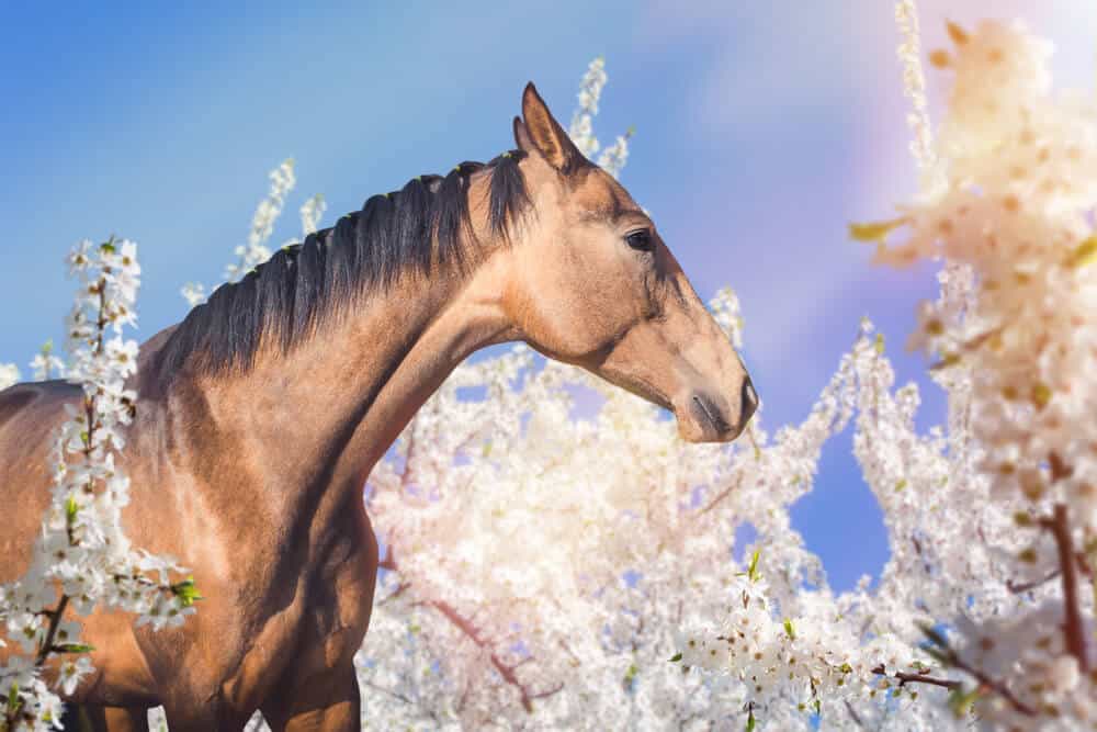 Exploring the Beauty of Japanese Horse Names With Meanings - Home In ...