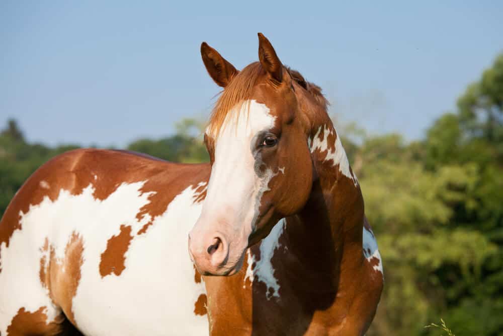 Exploring the Majestic World of Beautiful Horse Breeds