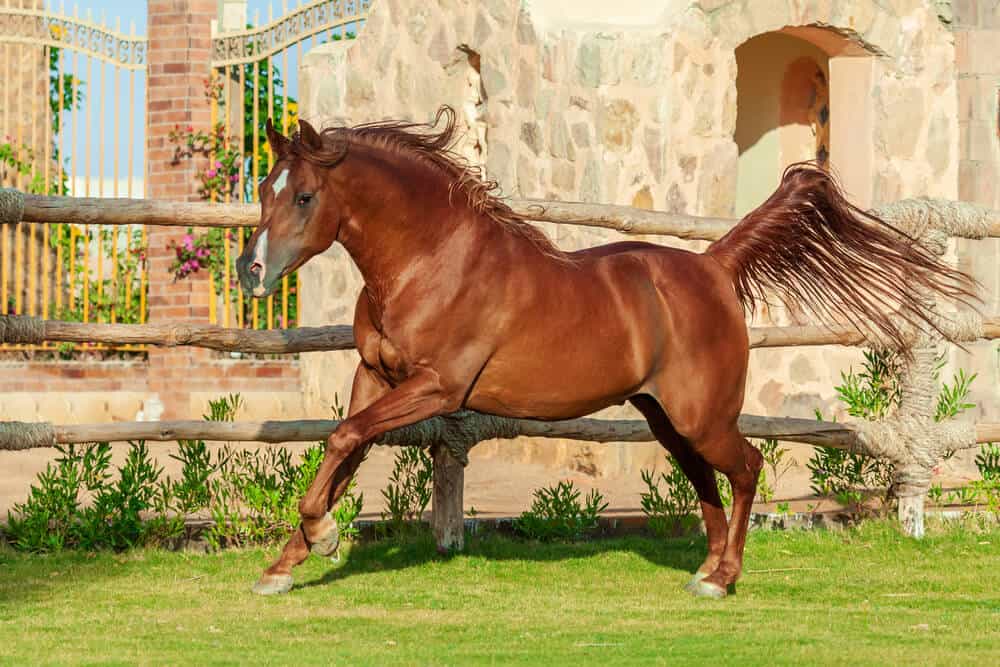 Timeless Arabian Horse Names for Your Majestic Mare or Stallion - Home ...