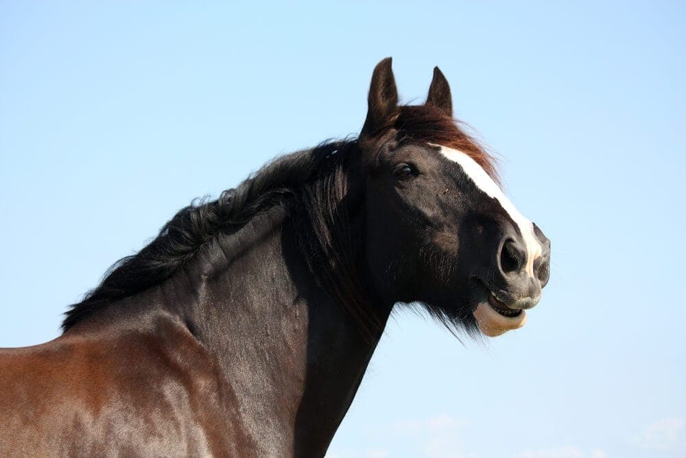 Shire Horse Names: A Guide to Naming Your Gentle Giant - Home In The ...