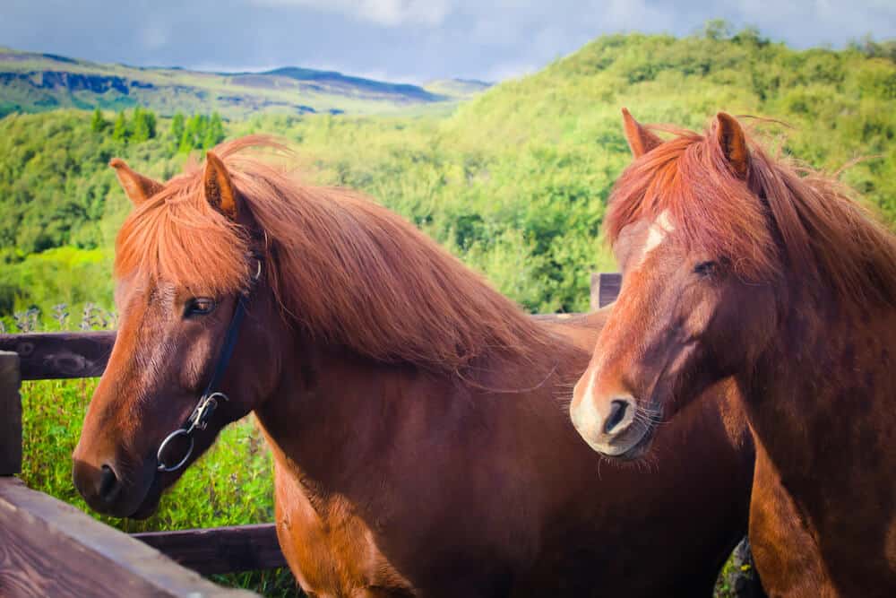 Fiery Mares and Stallions: Red Horse Names with Personality - Home In ...