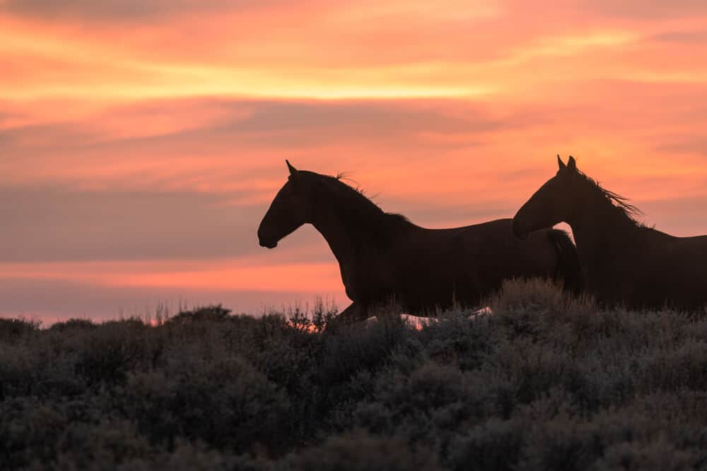 Mustang Horse Names: Finding the Perfect Name for Your Wild Horse ...