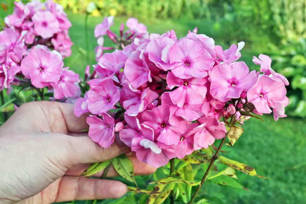 Key May Gardening Jobs for Every Gardener