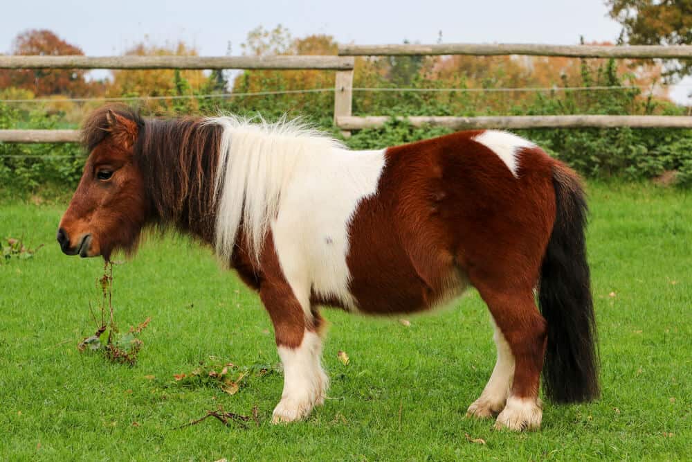 Shetland Pony vs Miniature Horse Explained